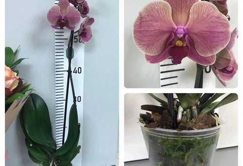Орхидея фаленопсис Нарбонна, Карибские мечты, Lady