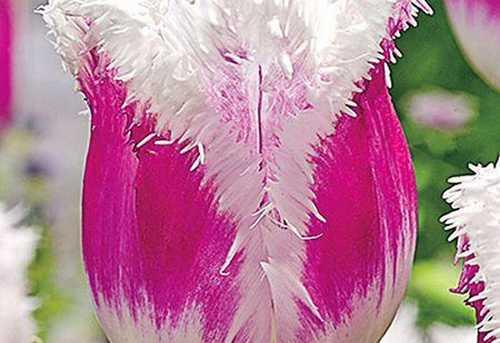 Тюльпан бахромчатый махровый Гавайи (луковицы)