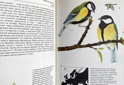 Прекрасные винтажные иллюстрации птиц в книге 1986