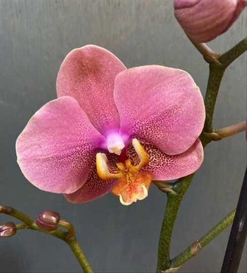 Орхидея фаленопсис хани