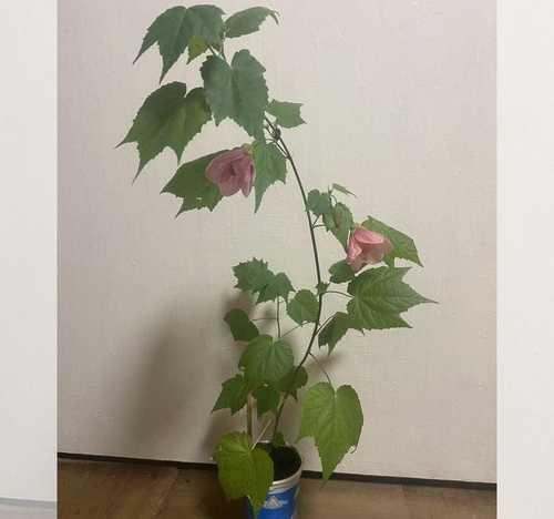 Клен Комнатный абутилон