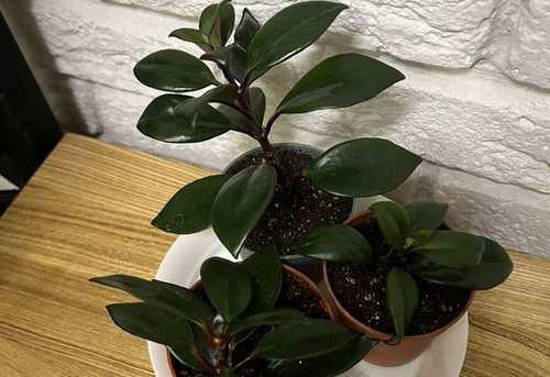 Комнатное растение Нематантус тропикана