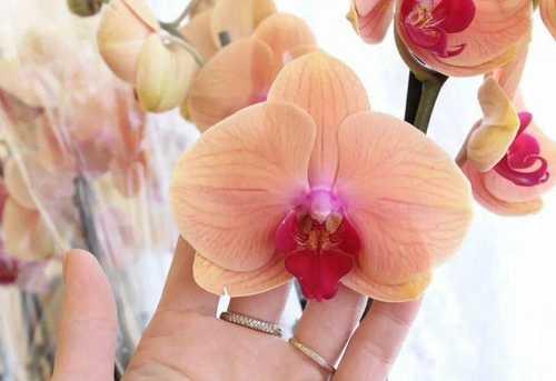 Орхидея Карибская мечта (Caribbean Dream)