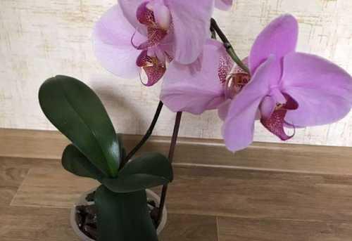 Цветущая орхидея фаленопсис домашнее растение