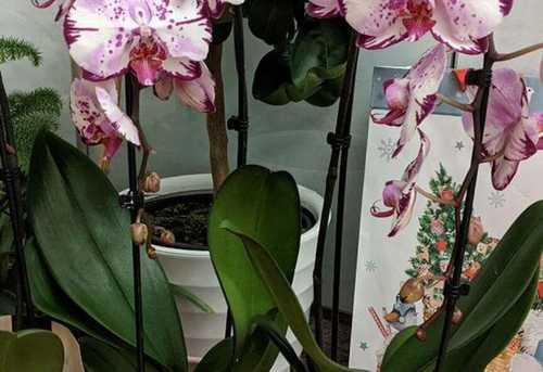 Орхидея в подарок