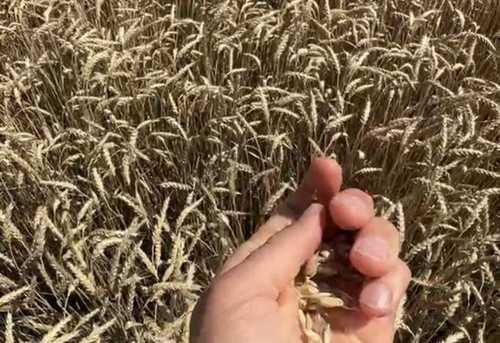 Семена пшеницы яровой сорт Экадо 109