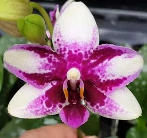 Орхидея фаленопсис Summer Love