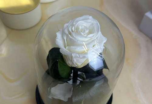 Стабилизированные Розы в колбе, цветы в стекле