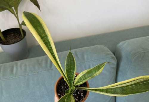Комнатное растение (сансевиерия лауренти)