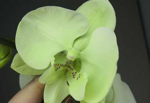 Орхидея Зелёный биг лип