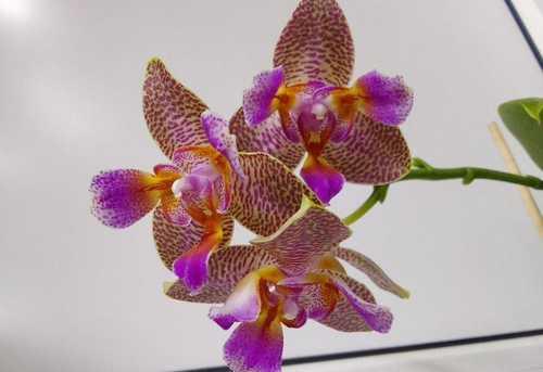 Орхидея фаленопсис,Joy Fairy Tale, (Сказка)