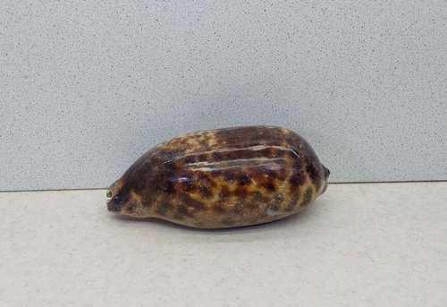 Ципрея Тестудинария 13,1 морская ракушка раковина