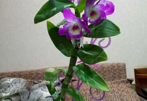 Продаю орхидею Дендробиум
