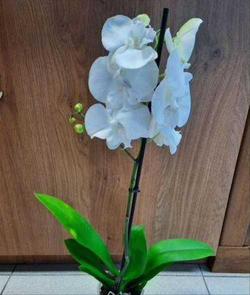 Орхидея биг лип Manta Mindoro