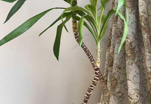 Юкка пальма 2 метра 20 лет экзотическое растение