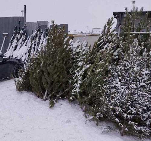 Сосна Живая, гирлянда в подарок