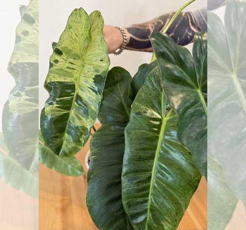 Филодендрон Paraiso Verde