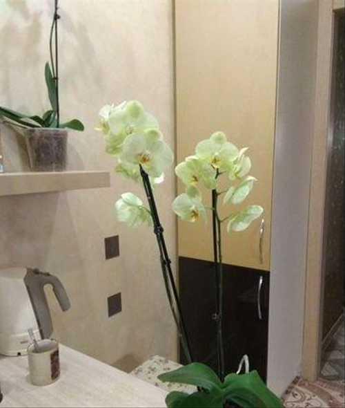 Орхидея фаленопсис Yara, 2 ствола