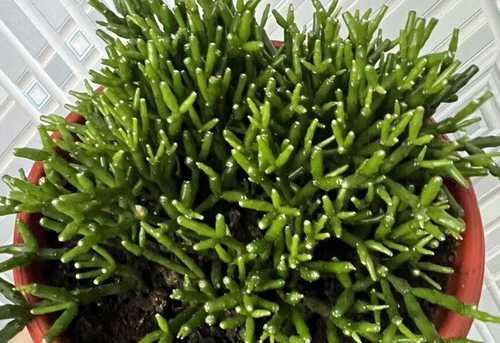 Комнатные растения цветы-рипсалис волосовидный