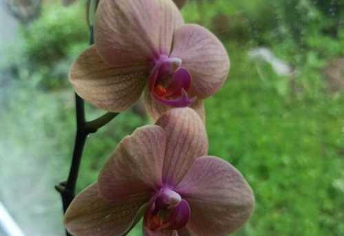 Орхидея фаленопсис голден брик