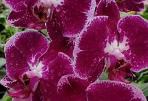 Орхидеи Азия