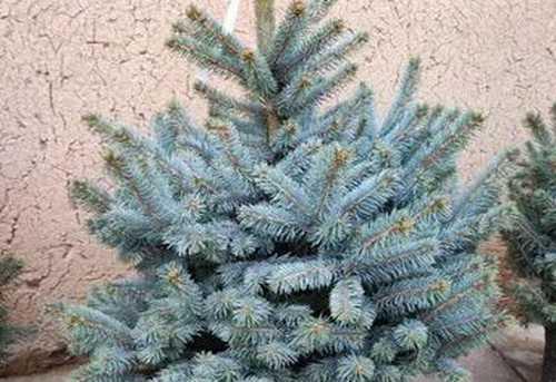Ель живая елка в горшке голубая кейбаб сербская