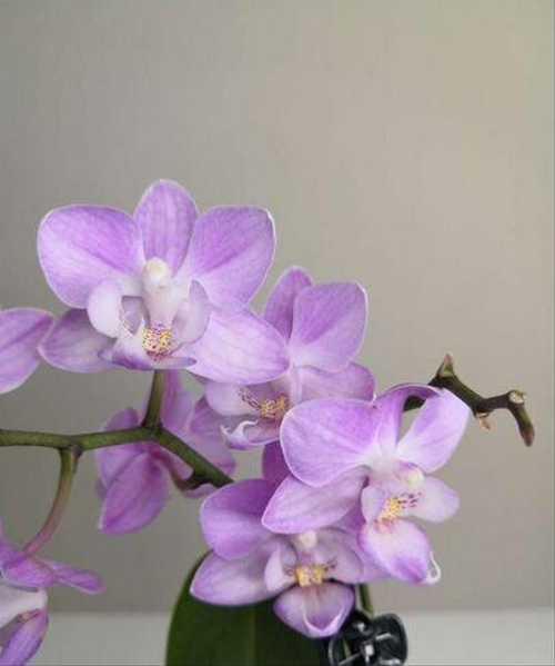Орхидея фаленопсис Sogo Sakura