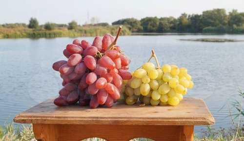 Саженцы столовых сортов винограда