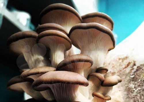Мицелий грибов вешенки