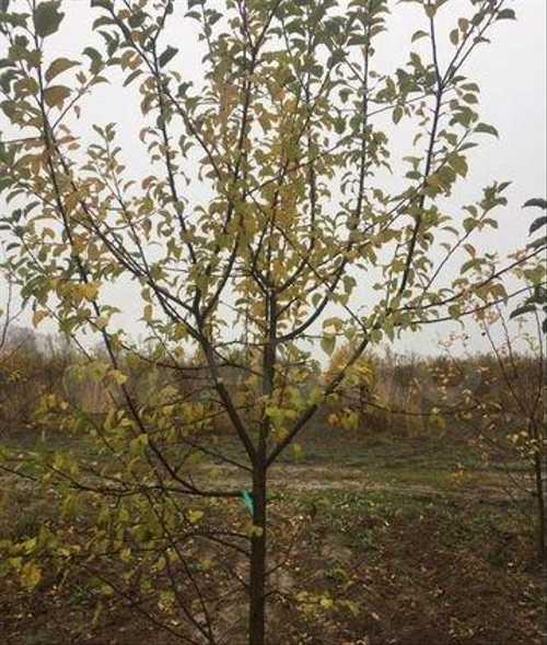 Яблони плодовые деревья из питомника 5-6 лет