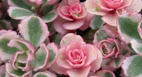 Очиток (седум) ложный Триколор Sedum Spurium «Tric