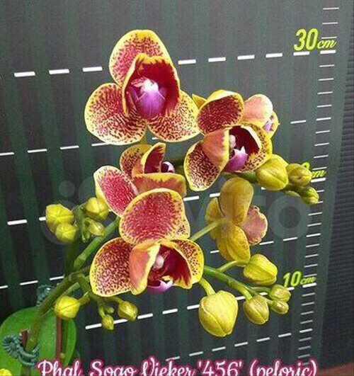 В наличии орхидея Phal. Sogo Vieker '456' (peloric