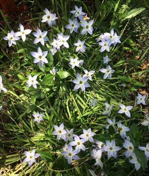 Луковицы ифейона