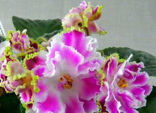 Фиалки любимые цветы