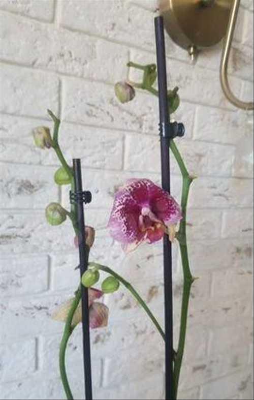 Орхидея фаленопсис Элегант Дрим Даймонд