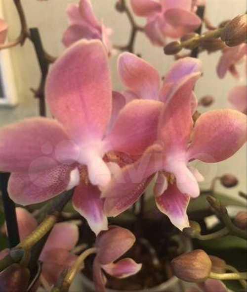Орхидея парфюмерная фабрика Одорион ароматная