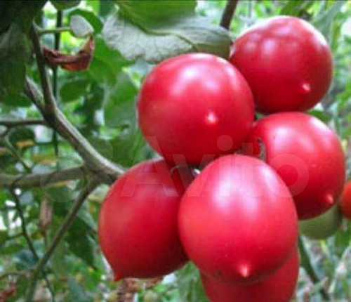 Семена помидоров томатов Сызранская пипочка