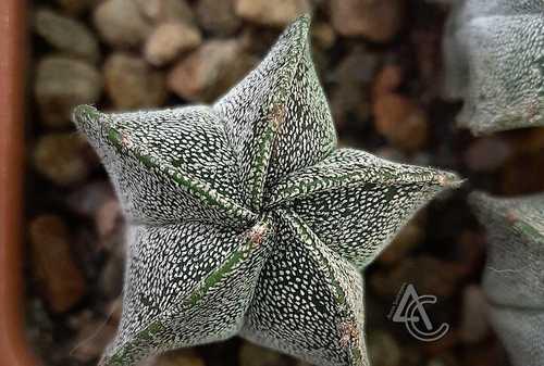 Кактус Astrophytum myriostigma
