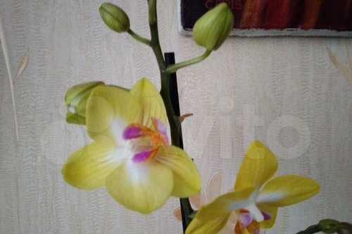 Орхидея фаленопсис Сладкая девочка (Sweet Girl)