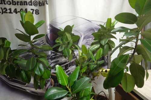 Фикус (Ficus)