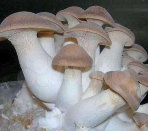 Белый степной гриб Эринги