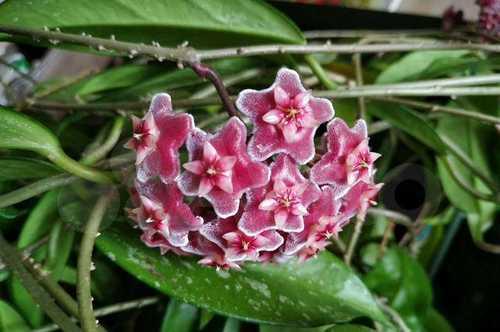 Хойя (hoya pubicalix silver pink)