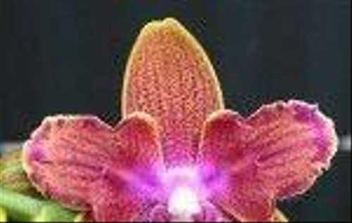 Орхидея взрослая Phal. Miki Golden Sand '1363' (pe