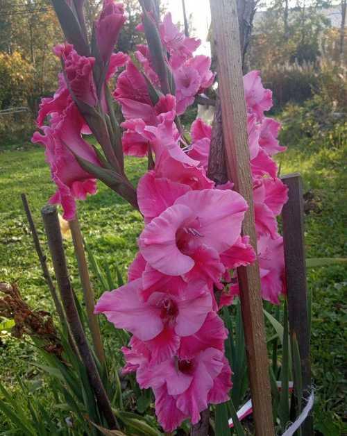 Гладиолусы на срезку. Голеция букетики