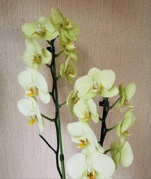 Орхидея Yara Bright