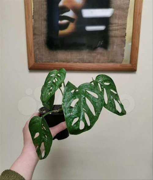 Монстера, monkey leaf
