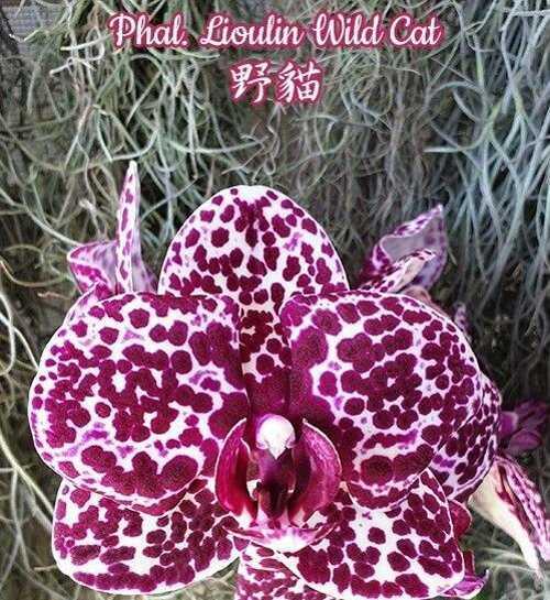 Орхидея Phal. Lioulin Wild Cat (Дикий Кот)