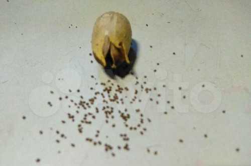 Семена табака сорта "Узун"