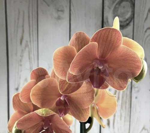 Орхидея Фаленопсис Orange