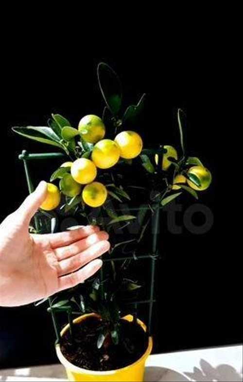 Лимон Лара 40-50см 17 горшок в пластике 95029